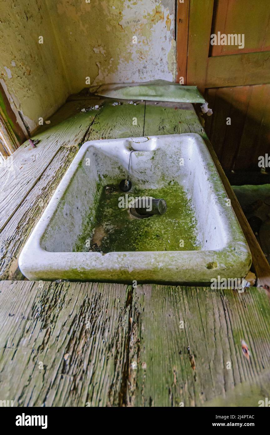 Green algae and moss growing in a Belfast sink in an abandoned cottage ...