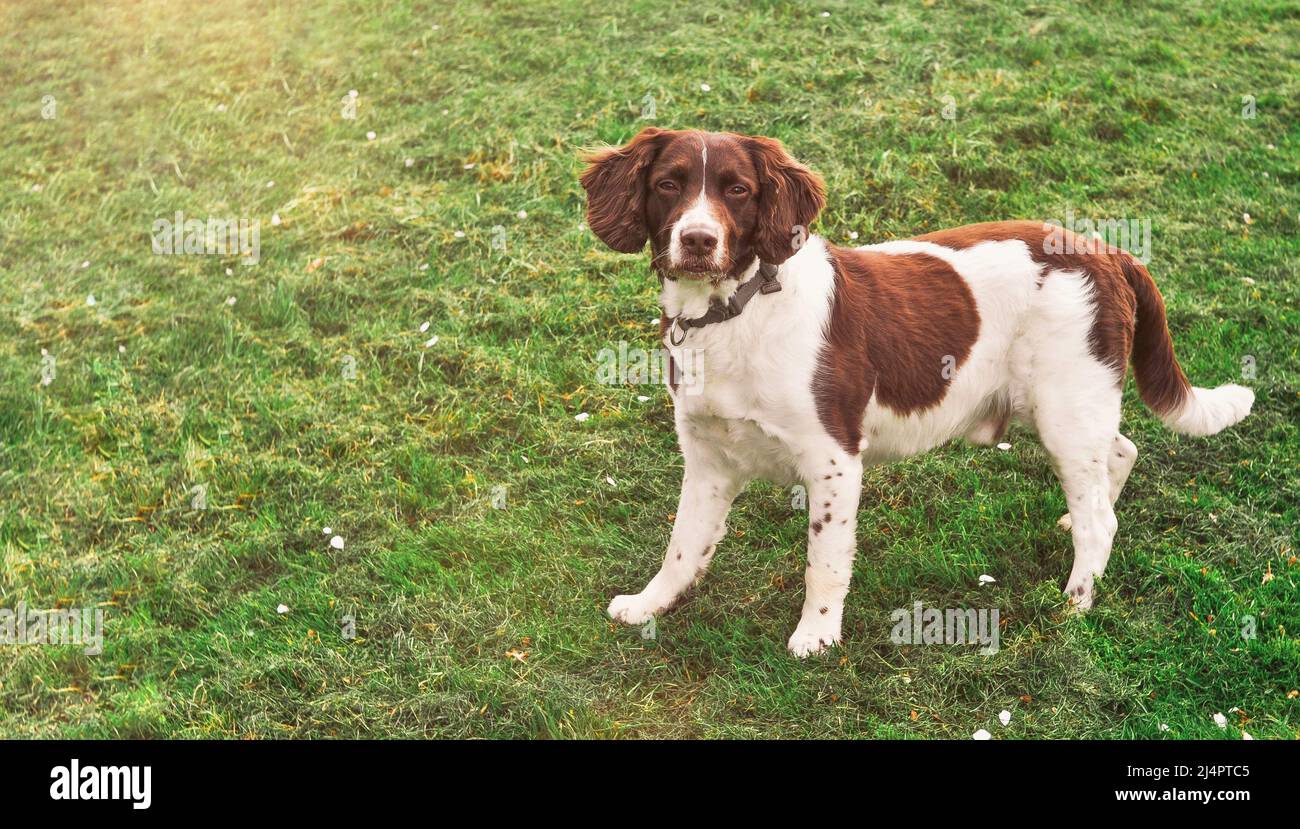 Portrait of Ginger dog on the green grass background Stock Photo - Alamy