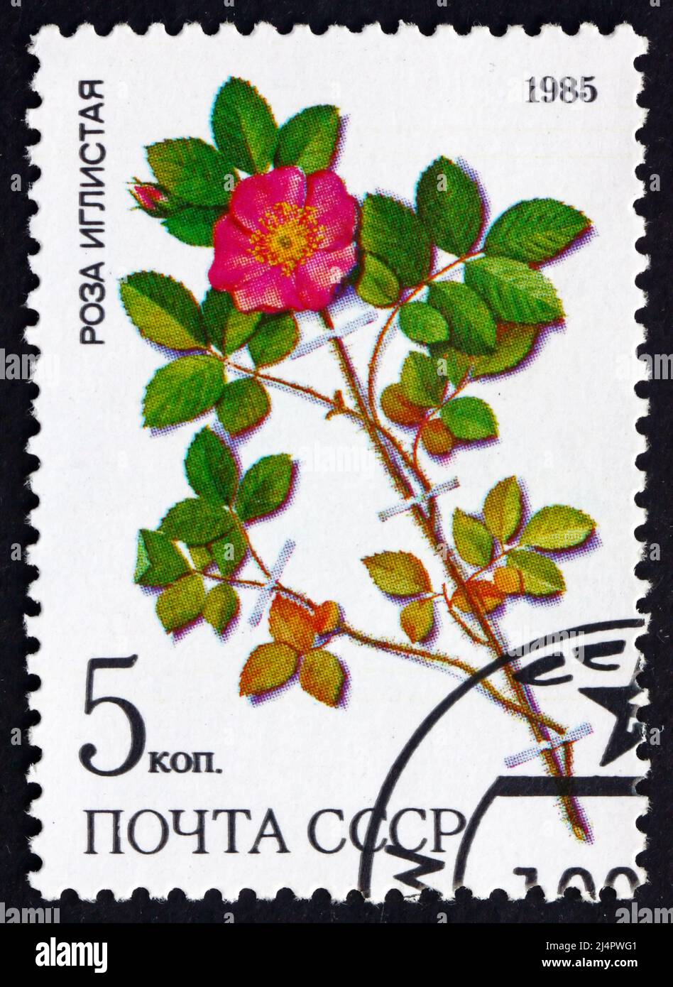 RUSSIA - CIRCA 1985: a stamp printed in the Russia shows Prickly Rose ...