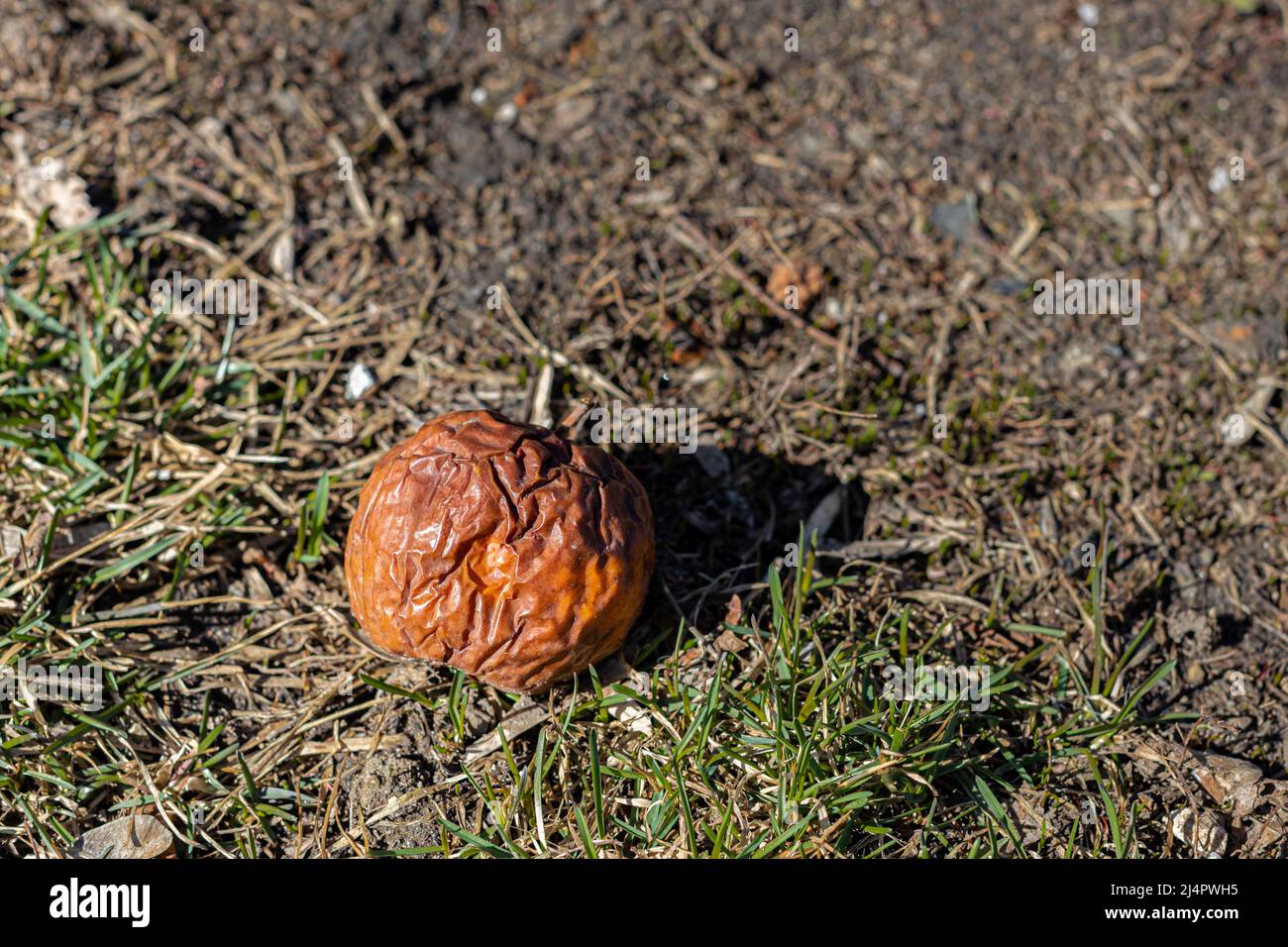 Shriveled apple hi-res stock photography and images - Alamy
