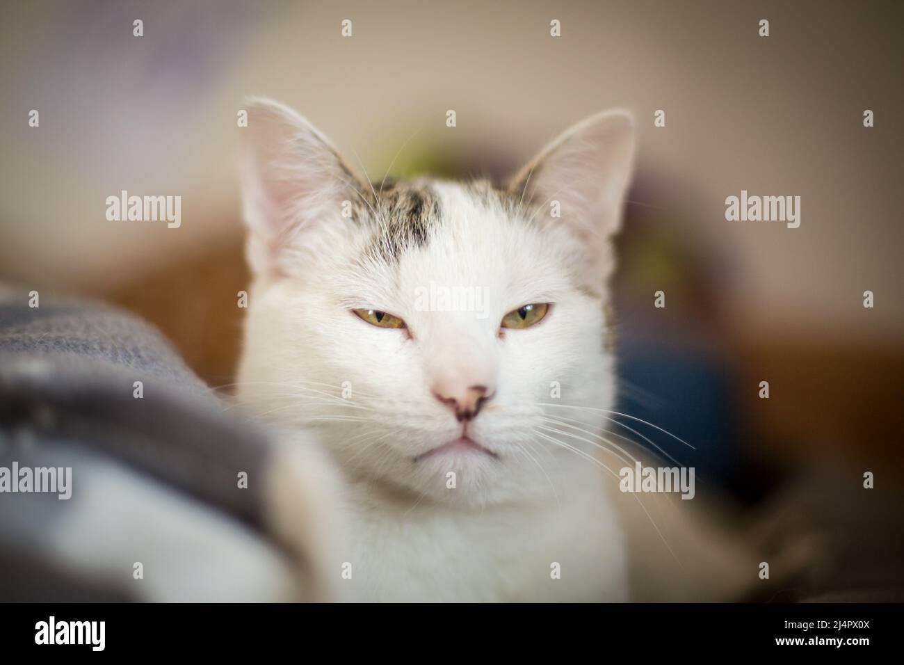 White male cat Stock Photo - Alamy