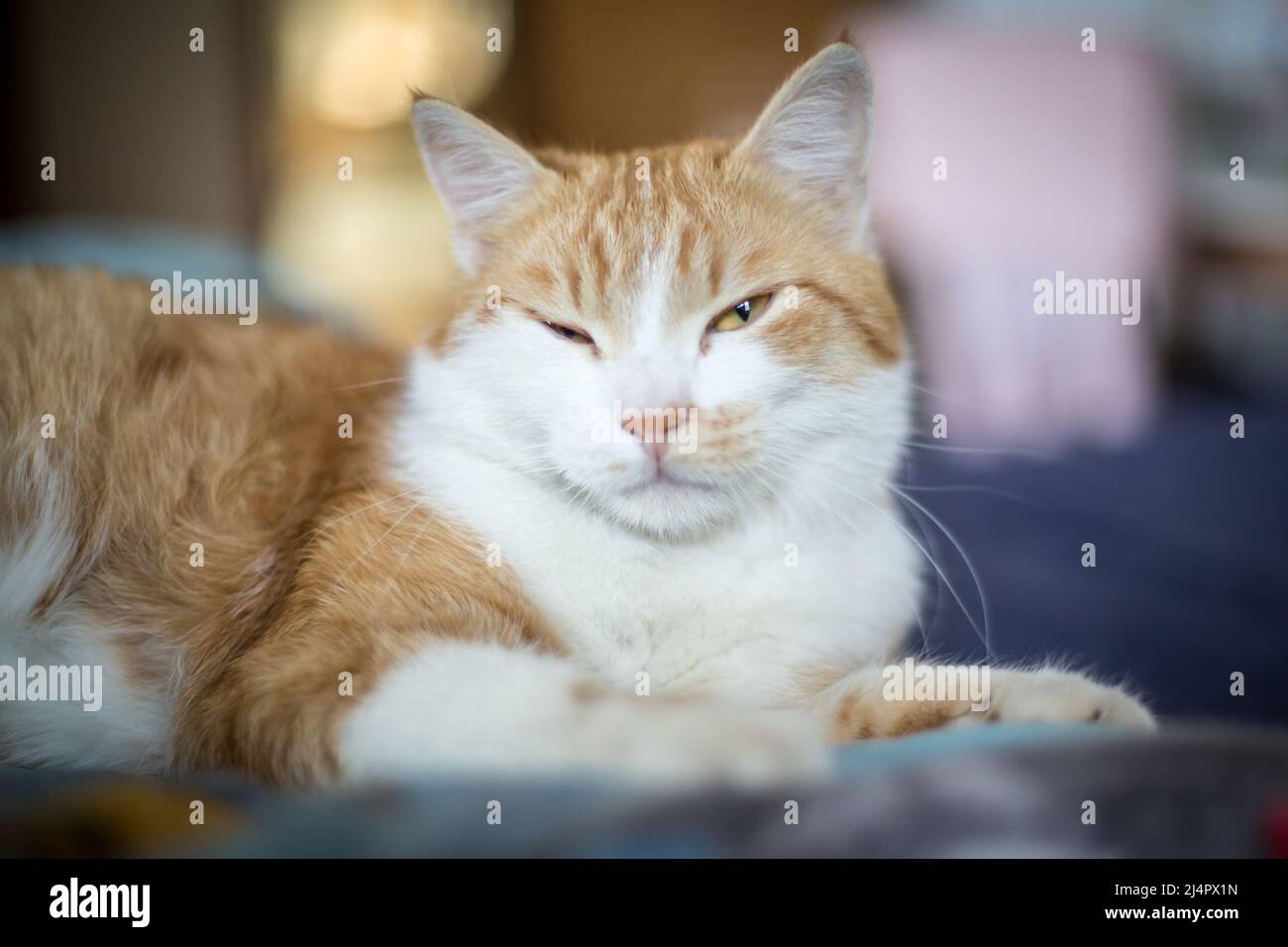 Red tabby hi-res stock photography and images - Alamy