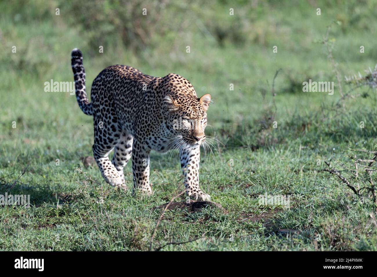 Prowling leopard in the green savannah of the Masai Mara, Kenya Stock ...