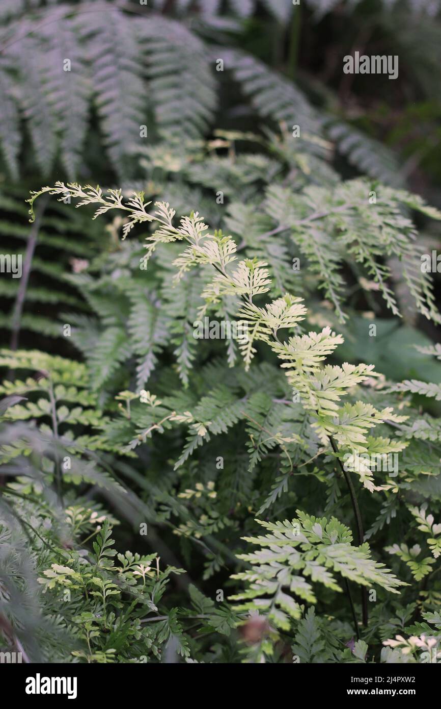 Beautiful summer ferns growing in the tranquil meadow Stock Photo - Alamy