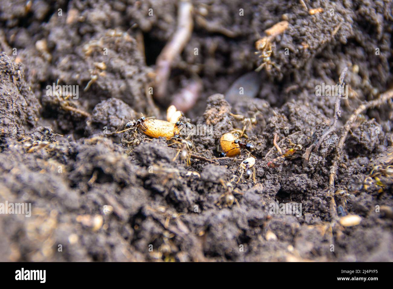 Garden ants rebuild their nest after digging up the soil, selective ...