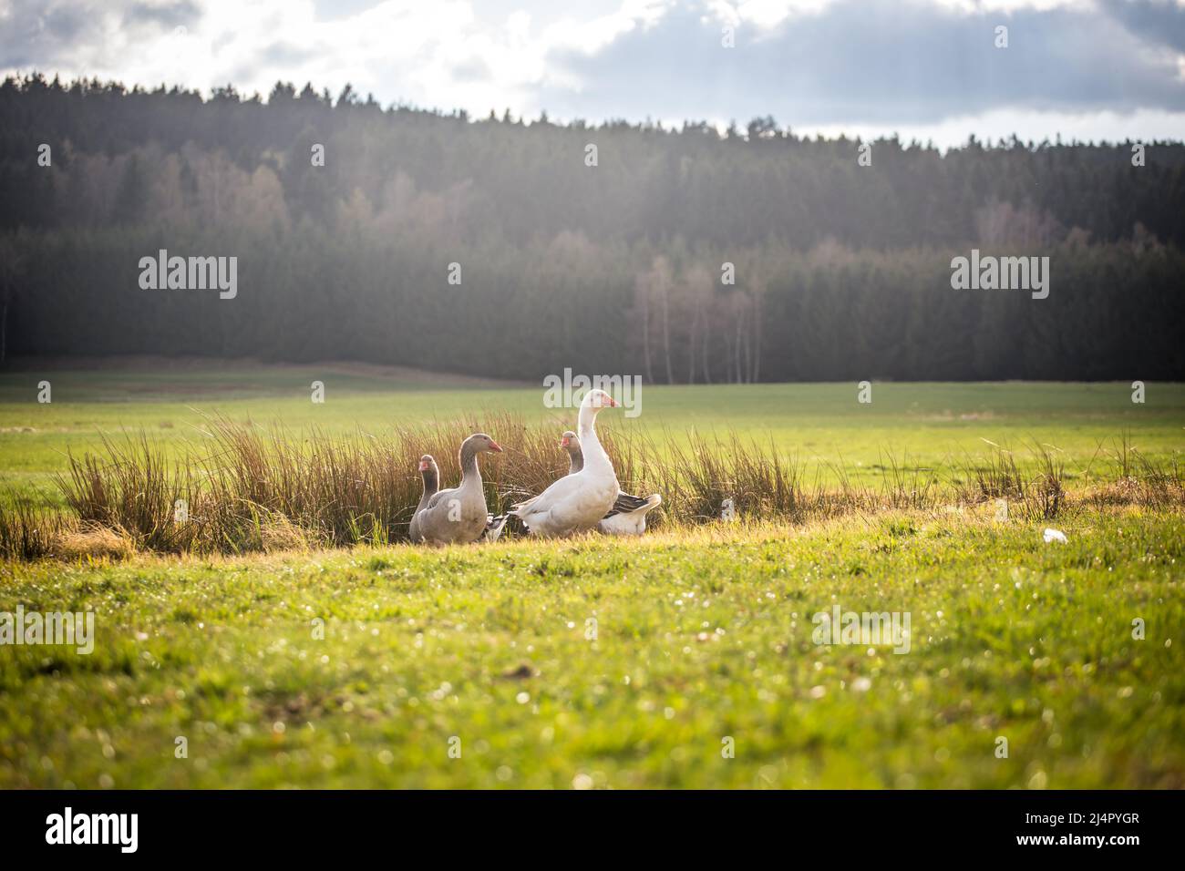 Flock of geese, geese family of the breed 'Österreichische Landgans ...