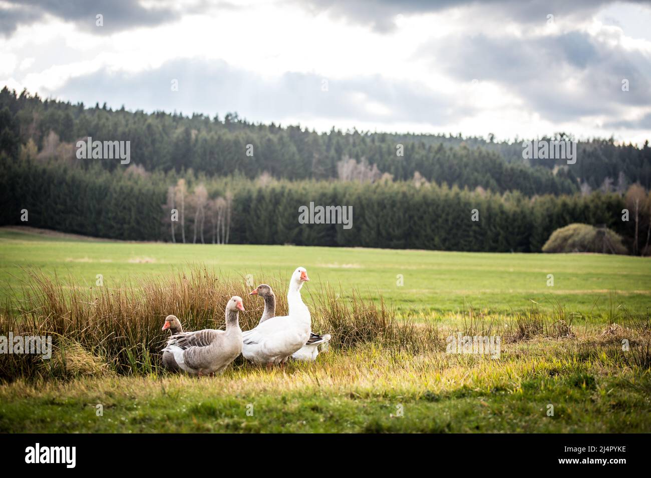 Flock of geese, geese family of the breed 'Österreichische Landgans ...