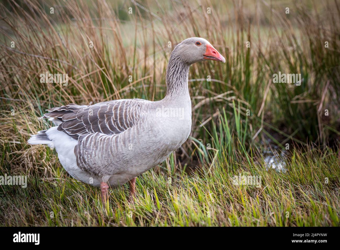 Female goose of the breed 'Österreichische Landgans', an endangered ...