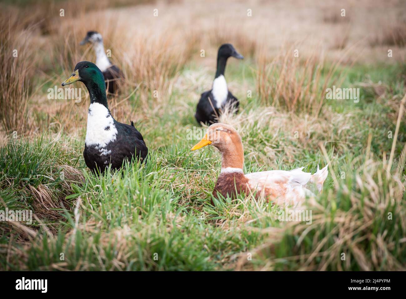 Free range ducks hi-res stock photography and images - Alamy