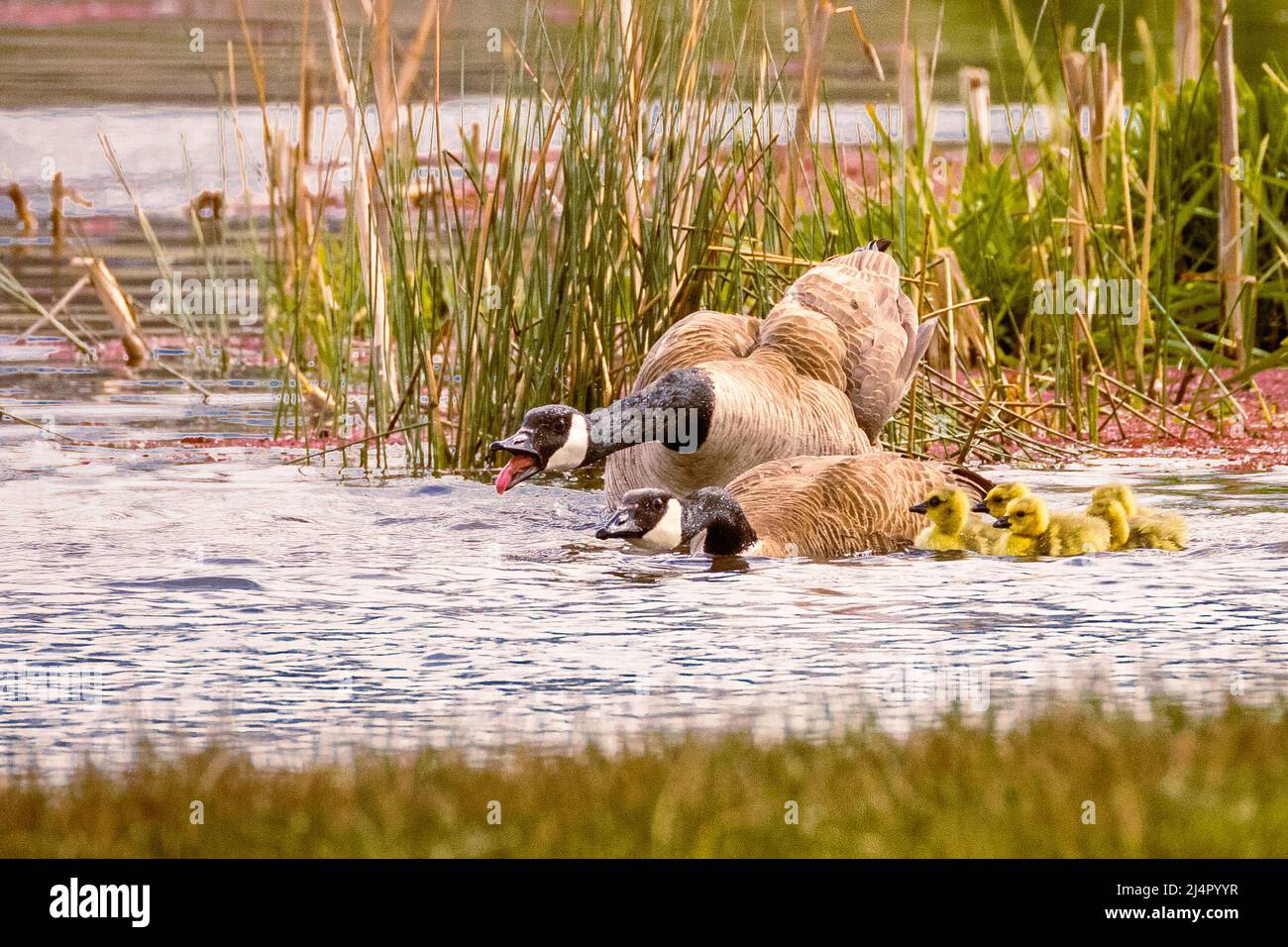 Pair of Canadian geese protecting their clutch of goslings from ...