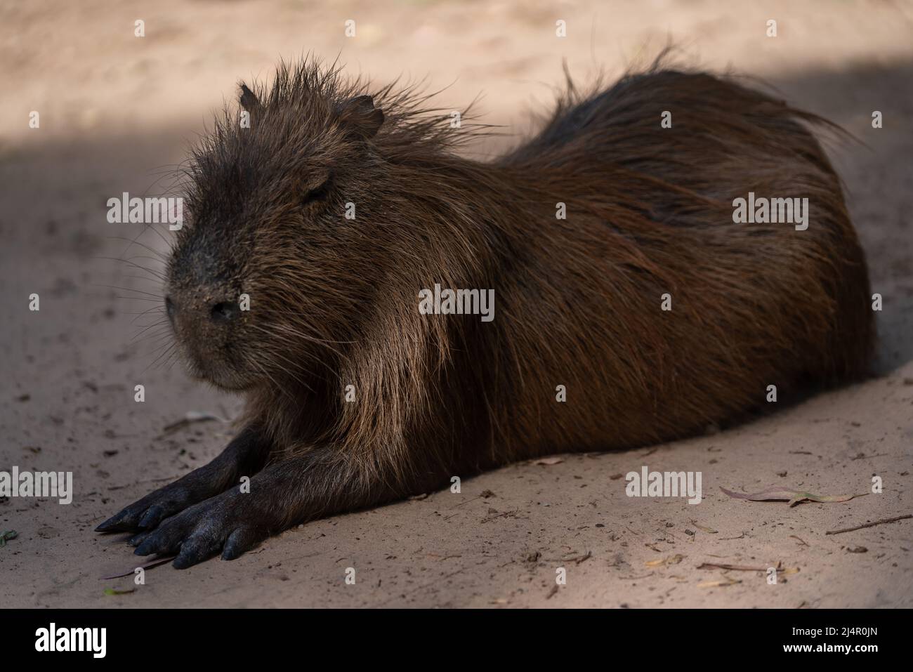 Capybara, capybara or "Carpincho", American rodent in its natural state ...
