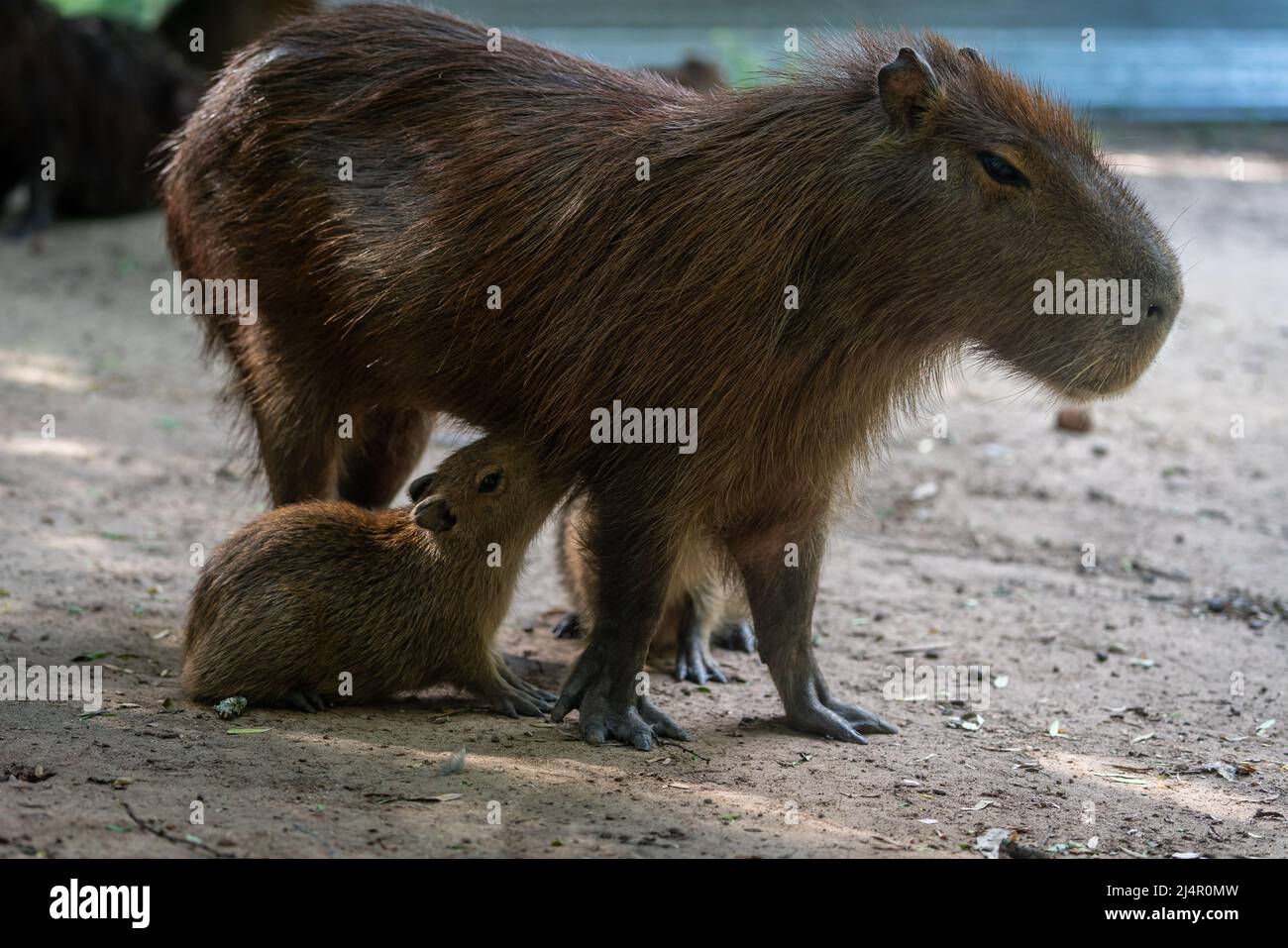 Capybara, capybara or "capybara", American rodent in a natural state ...