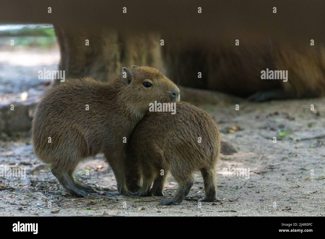 Two offspring of Capybara, capybara or "capybara", American rodent in a ...