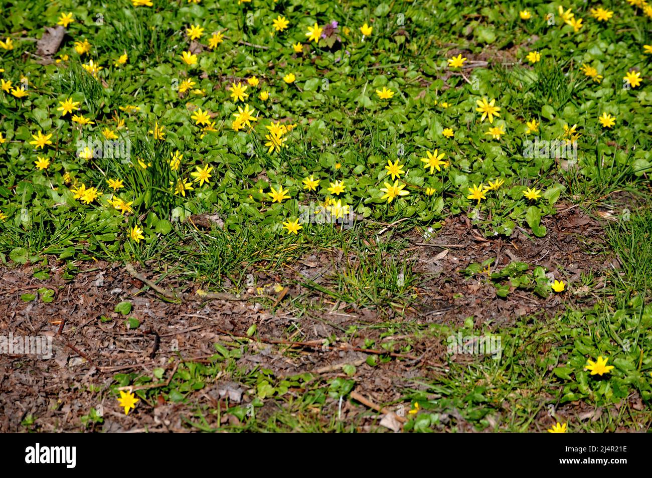 Kastrup/Copenhagen/Denmark/17 April 2022/ Samll yellow and white fowers ...
