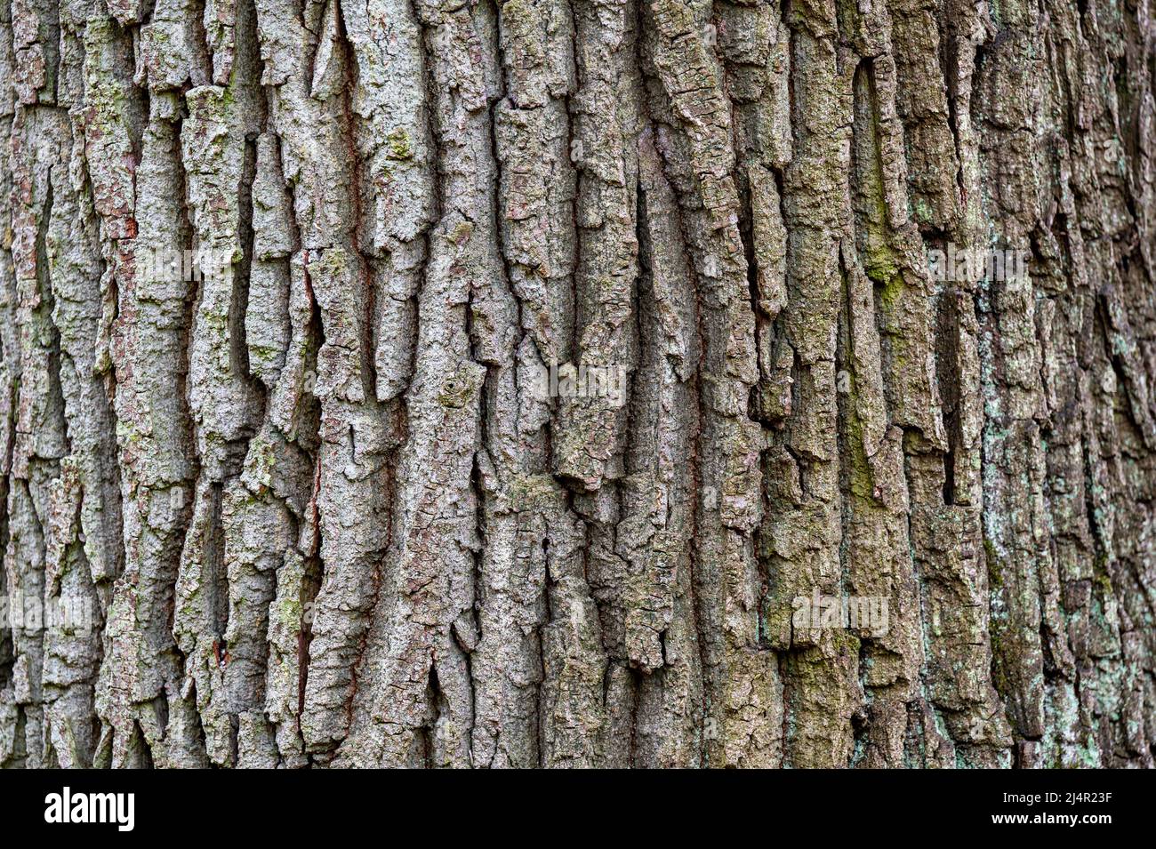 Common oak (Quercus robur) bark closeup Stock Photo - Alamy