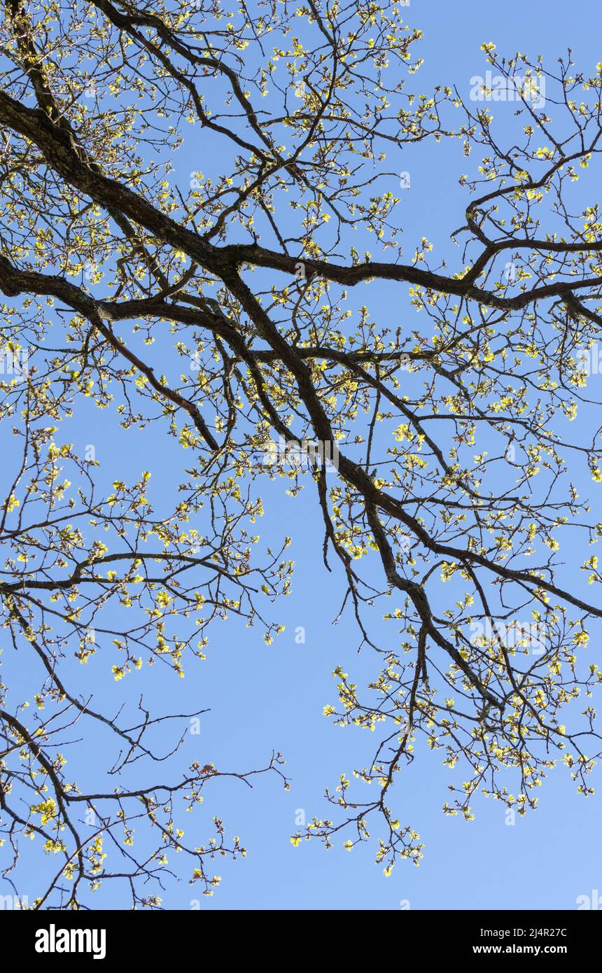 New leaves growing on tree hi-res stock photography and images - Alamy
