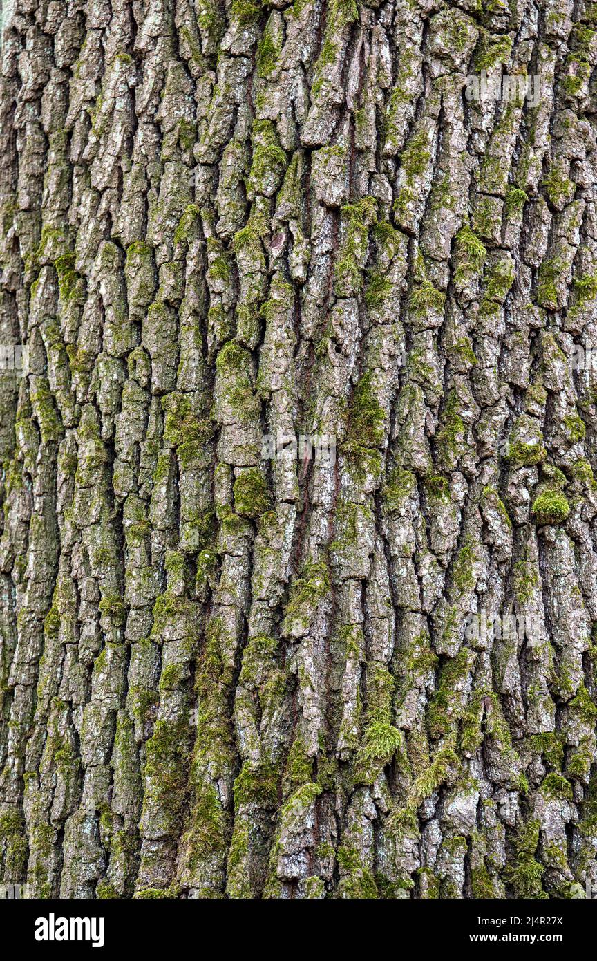 Common oak (Quercus robur) bark closeup Stock Photo - Alamy