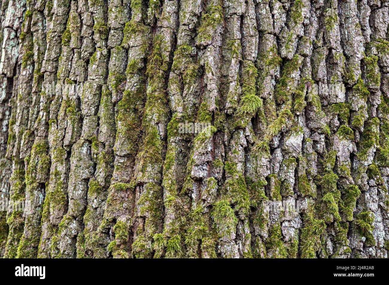 Common oak (Quercus robur) bark closeup Stock Photo - Alamy