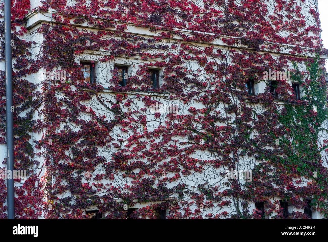 Beautiful orange, red and purple ivy leaves crawl across a cement wall ...