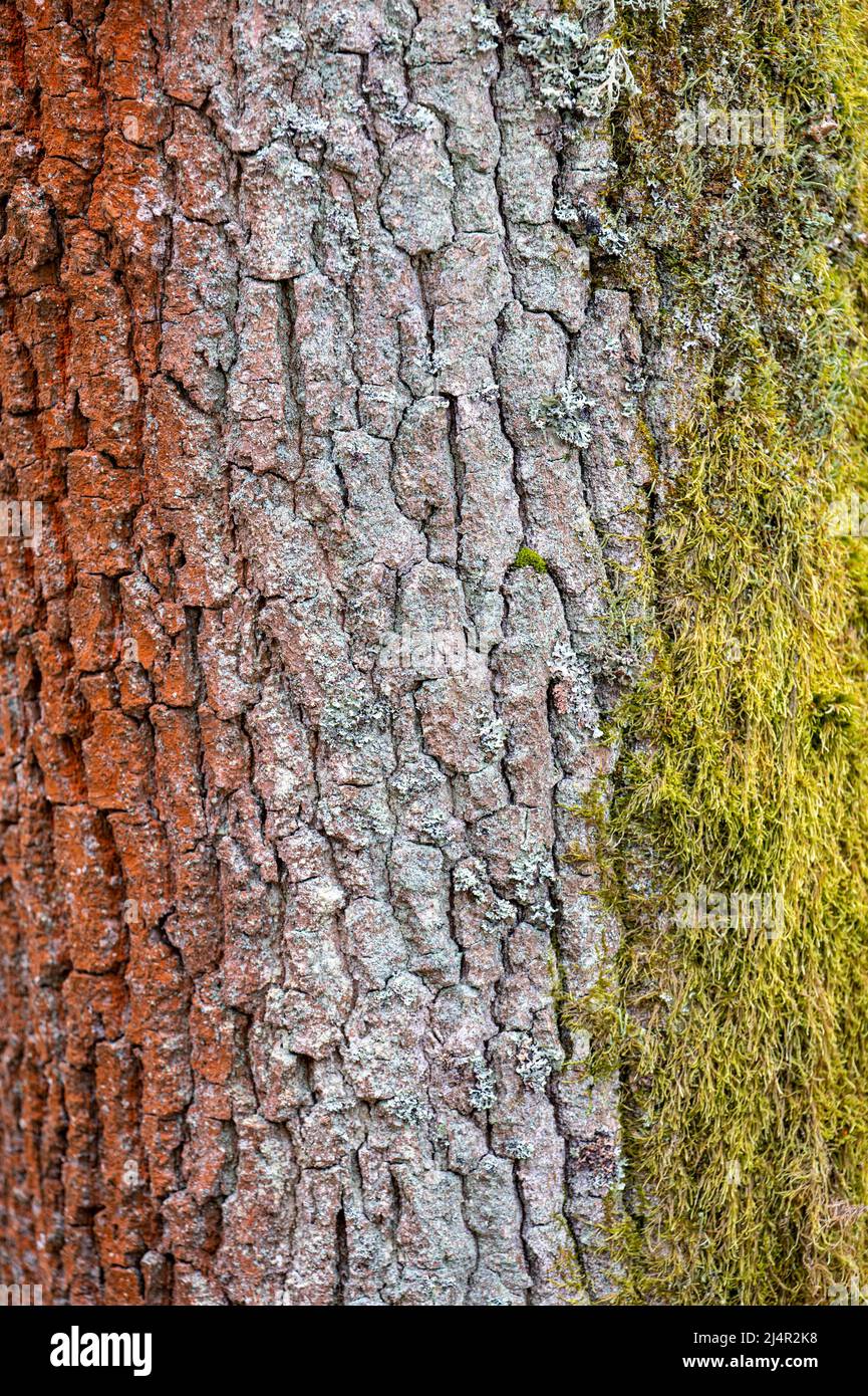 Common oak (Quercus robur) bark closeup Stock Photo - Alamy