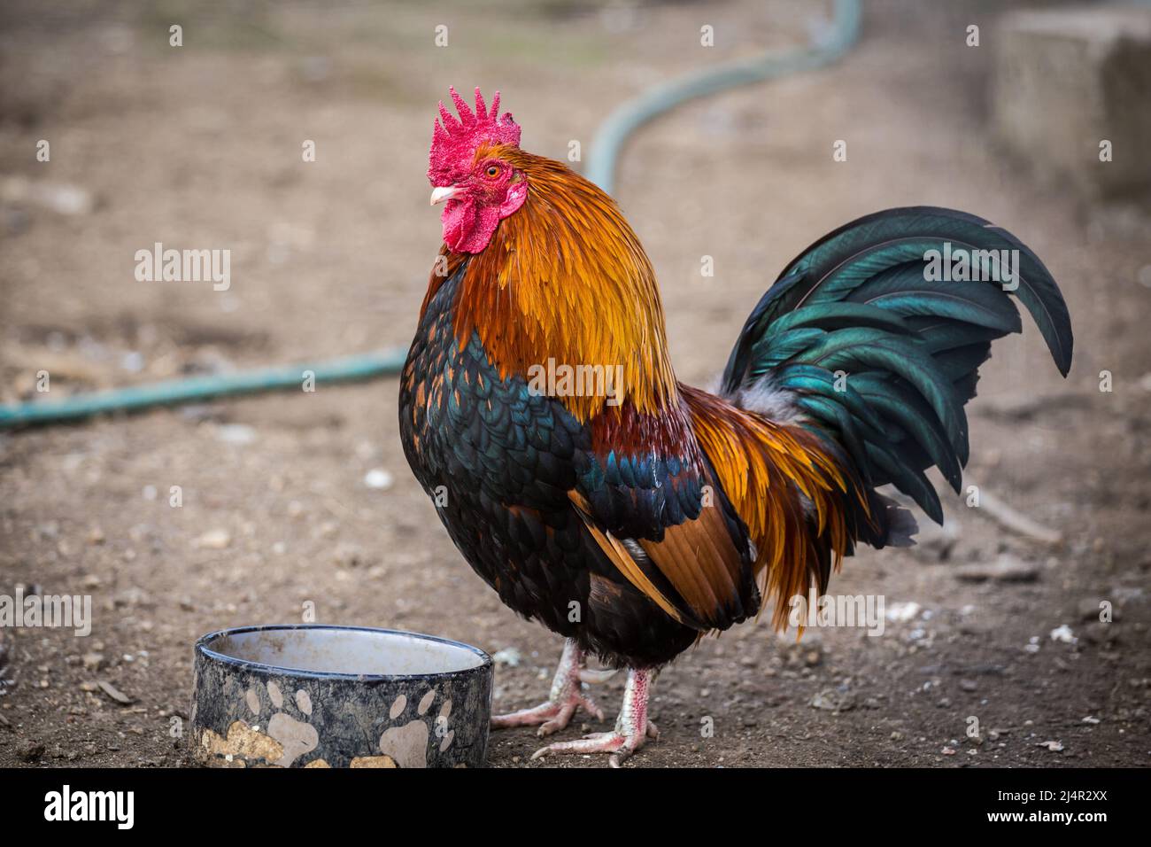 Rooster of the endangered Austrian chicken breed "Stoapiperl ...