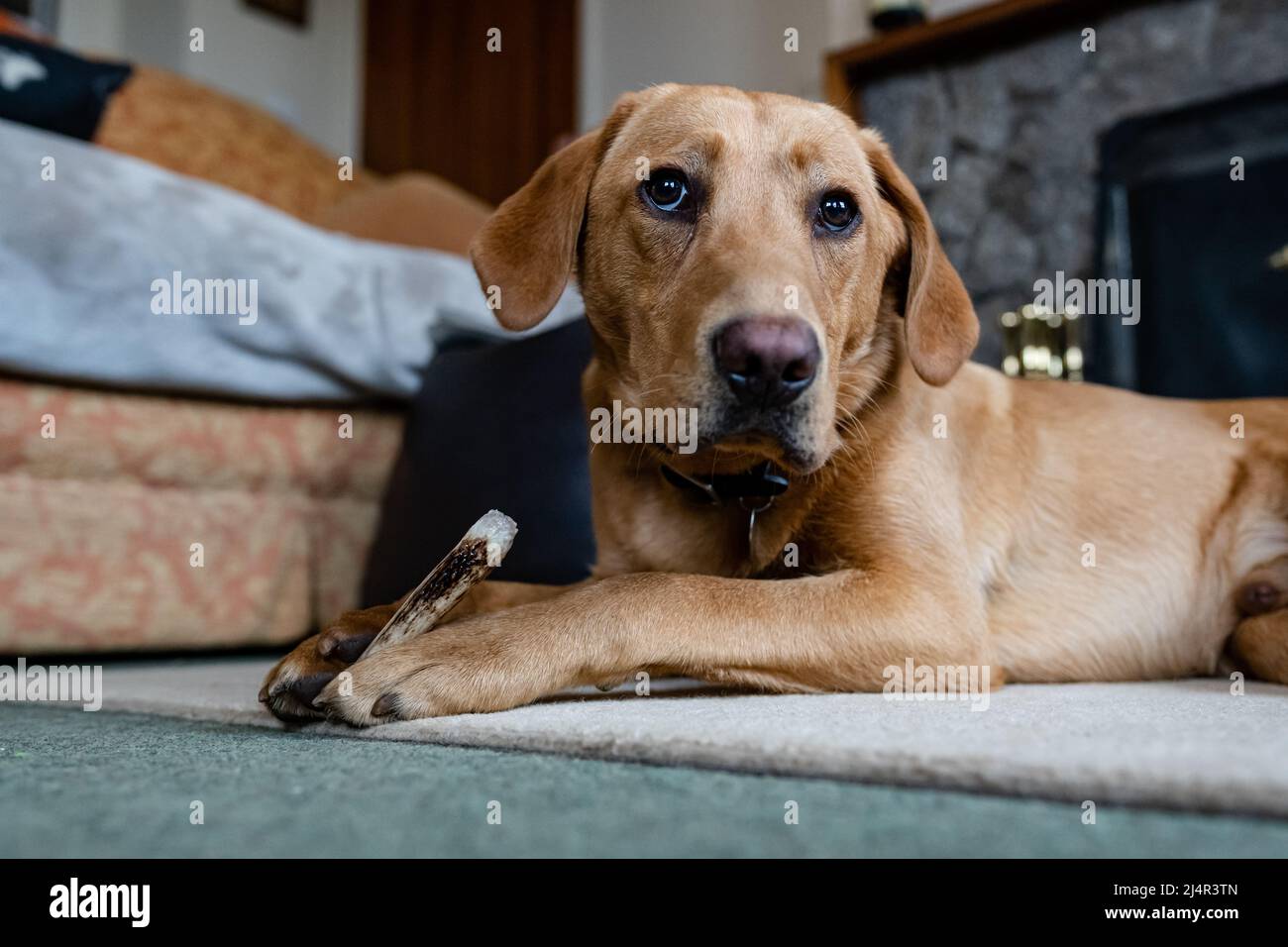A Labrador puppy laying on the floor chewing a deer antler which helps ...
