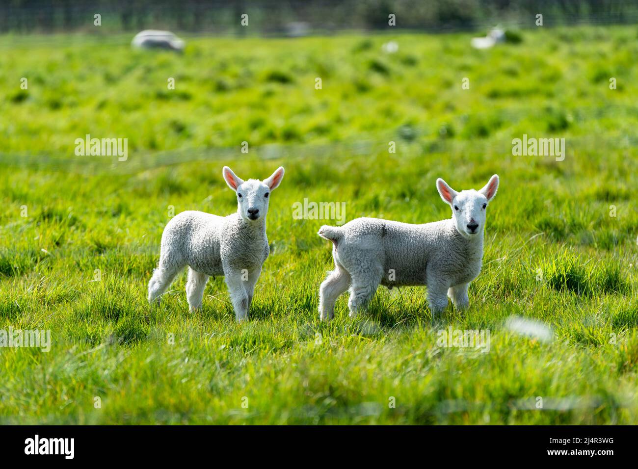 New born spring lambs enjoying the spring sunshine in the Suffolk ...