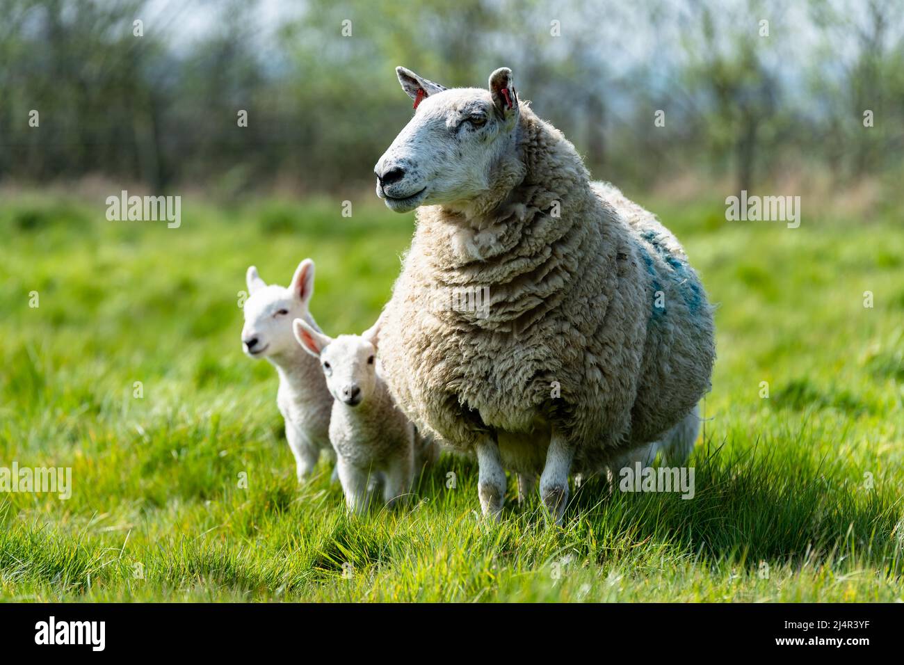 Easter lambing time hi-res stock photography and images - Alamy