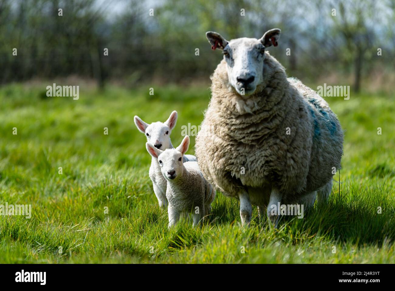 Mother ewe's and their newborn lambs in the Suffolk countryside in the ...