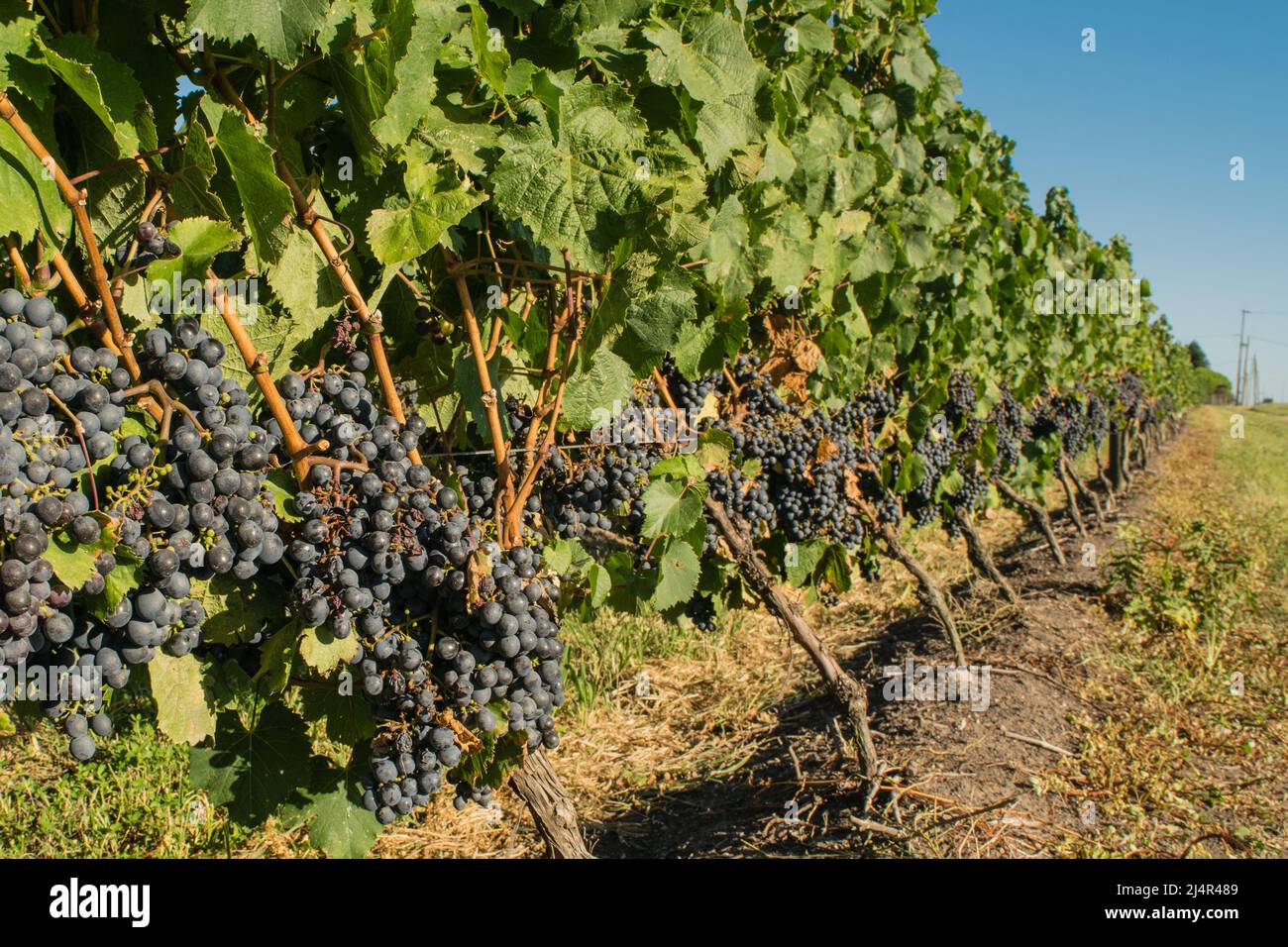 Grapes close up from a beautiful mature vineyard in Uruguay Stock Photo ...