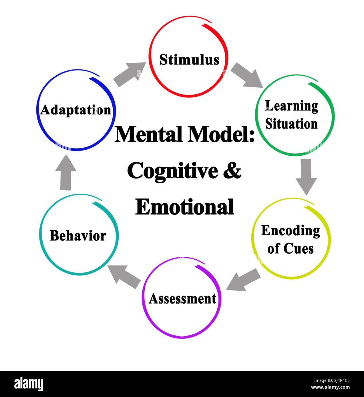 Mental Model: Cognitive & Emotional Stock Photo - Alamy