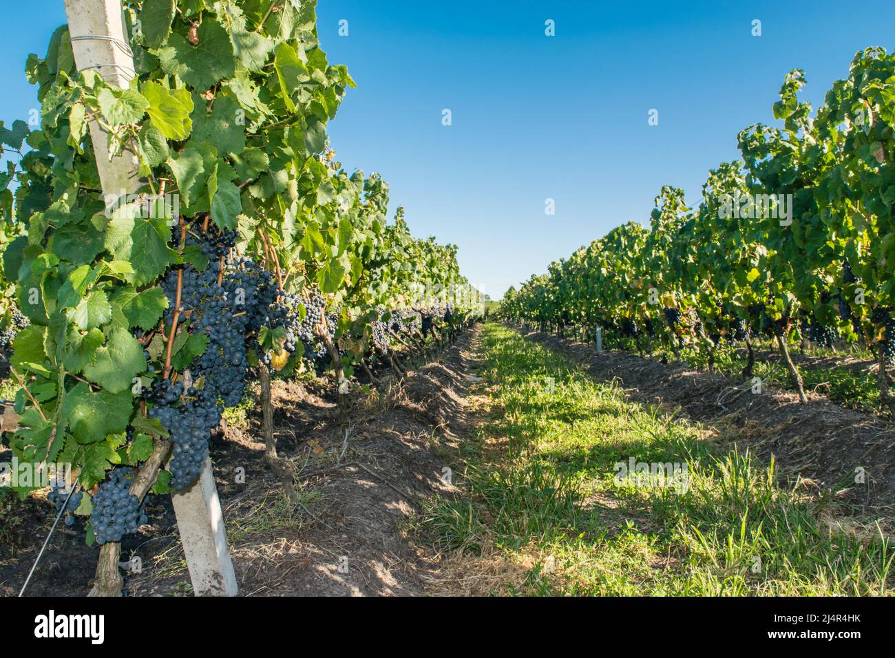 Close up of grapes in a vineyard row Stock Photo - Alamy