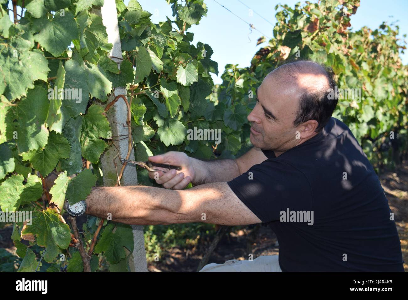 Man cutting grapes in a vineyard Stock Photo - Alamy