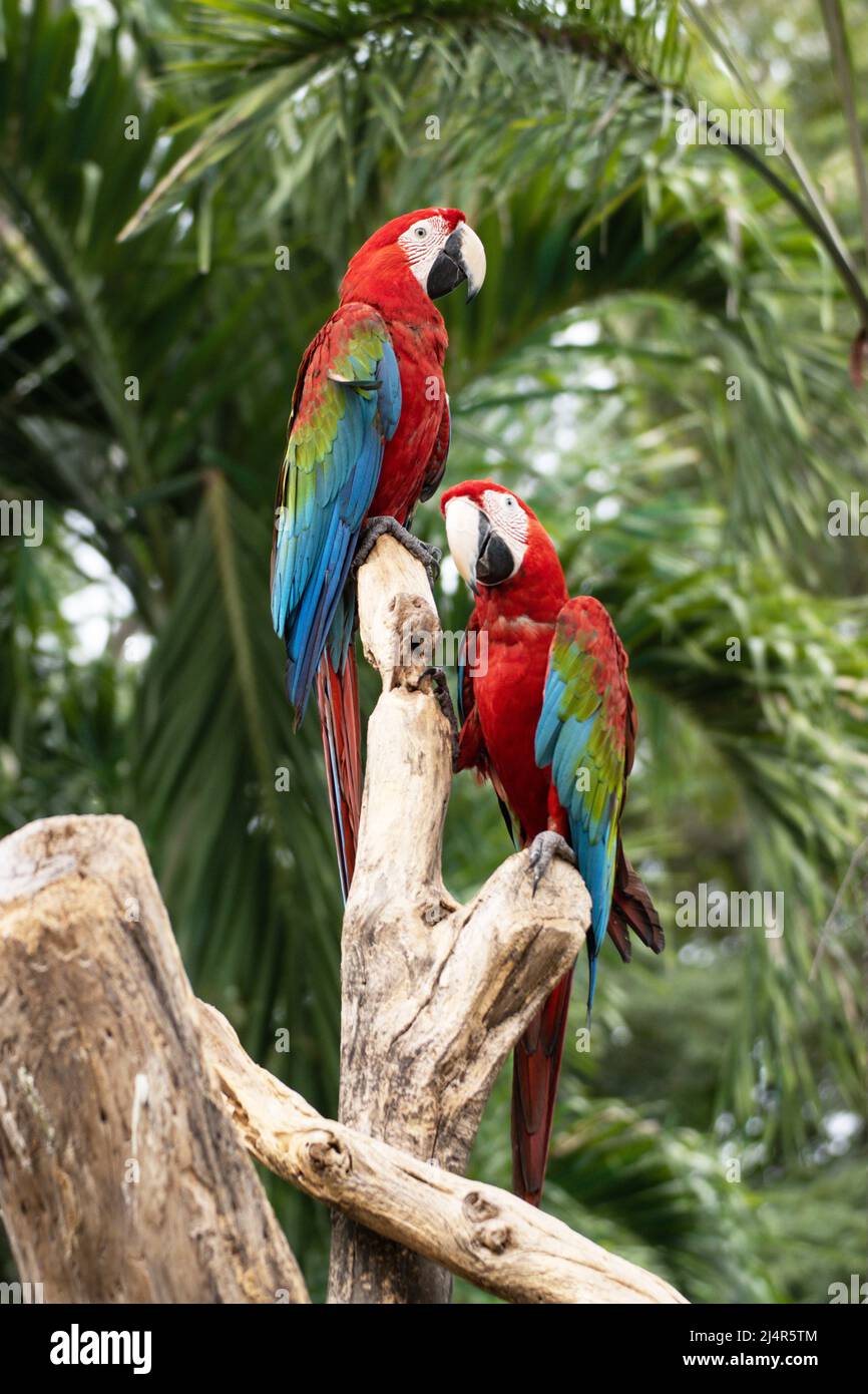 animal bird Red Macaw on branch tree Stock Photo - Alamy