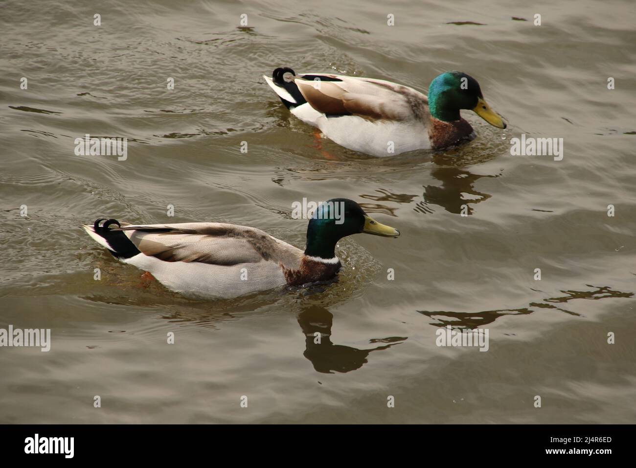 Pair of Mallard Stock Photo - Alamy