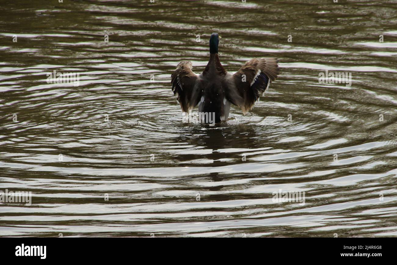 Duck drying off High Resolution Stock Photography and Images - Alamy