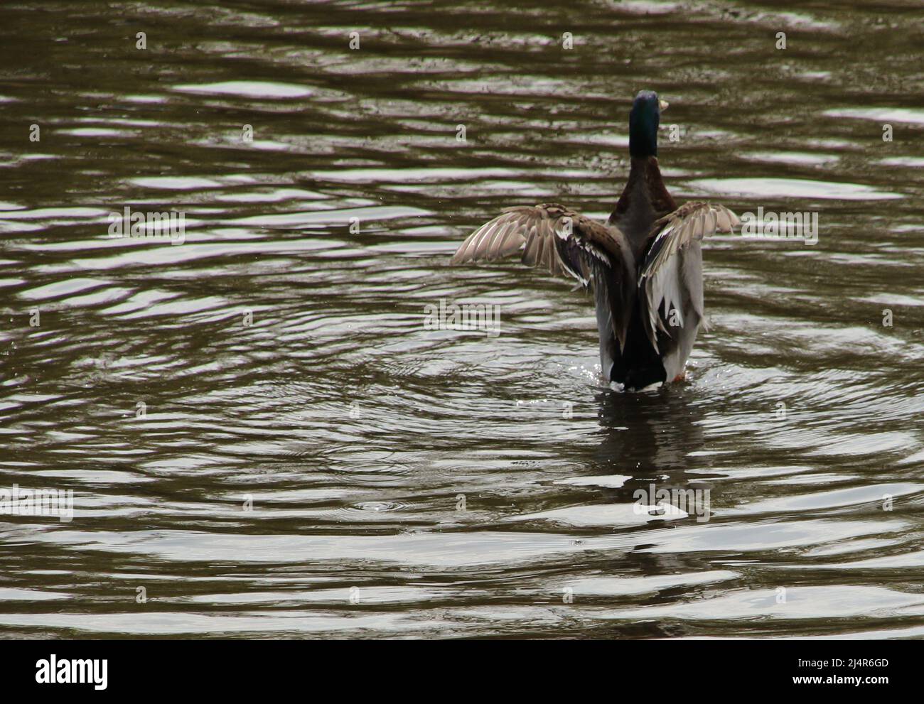 Duck drying off High Resolution Stock Photography and Images - Alamy