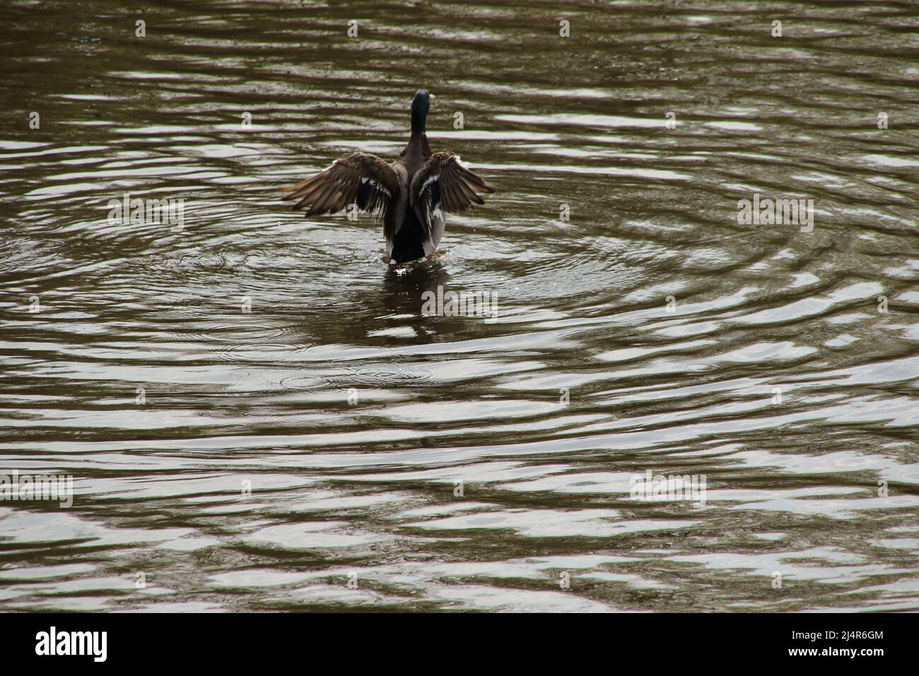 Duck drying off High Resolution Stock Photography and Images - Alamy