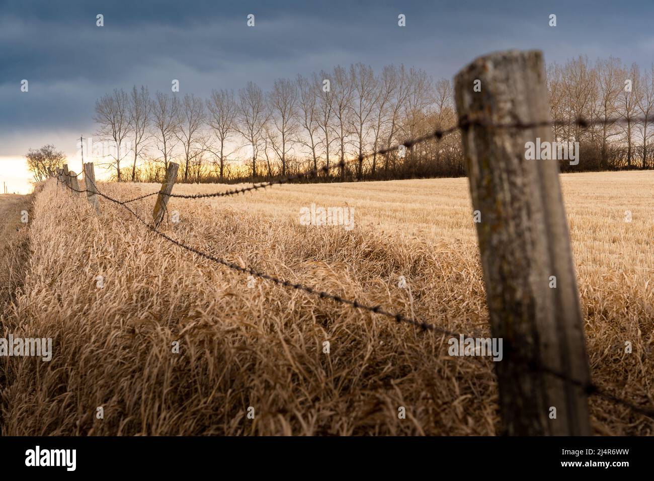 A barbed wire fence and old fence post along a harvested wheat field at ...