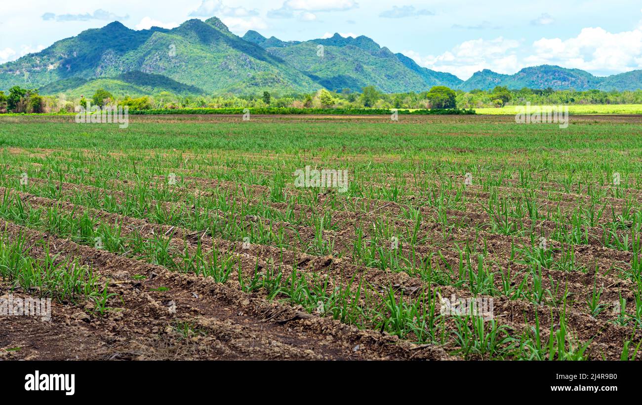 Scenery view of sugarcane saplings in planting fields near mountain in ...