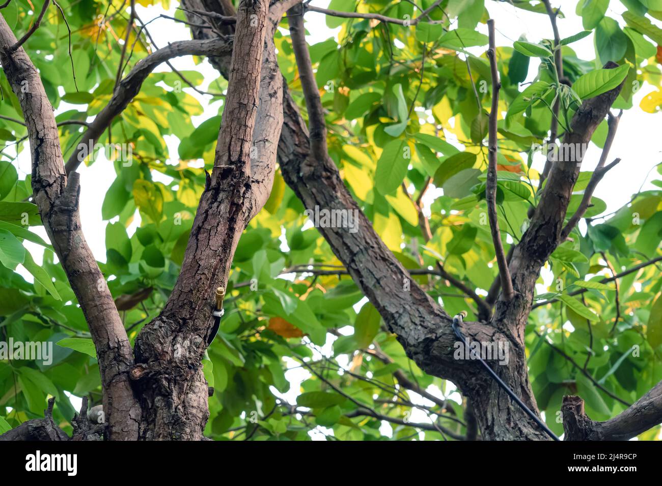 Brass mist nozzles or sprinklers for spraying water spray on trees ...