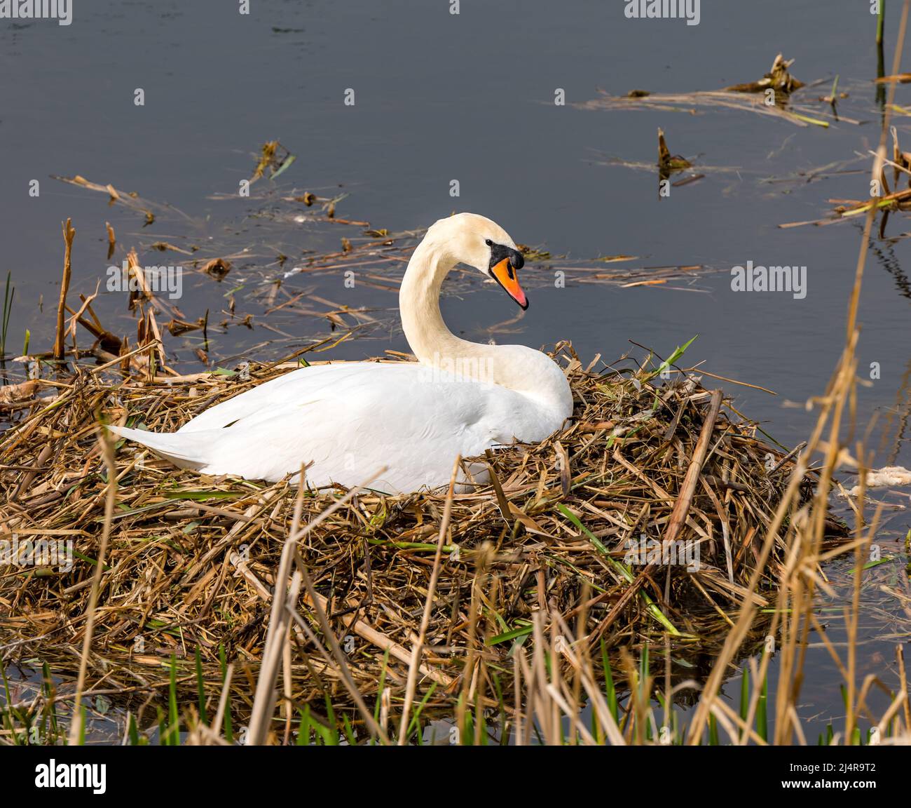 Reed nest hi-res stock photography and images - Alamy