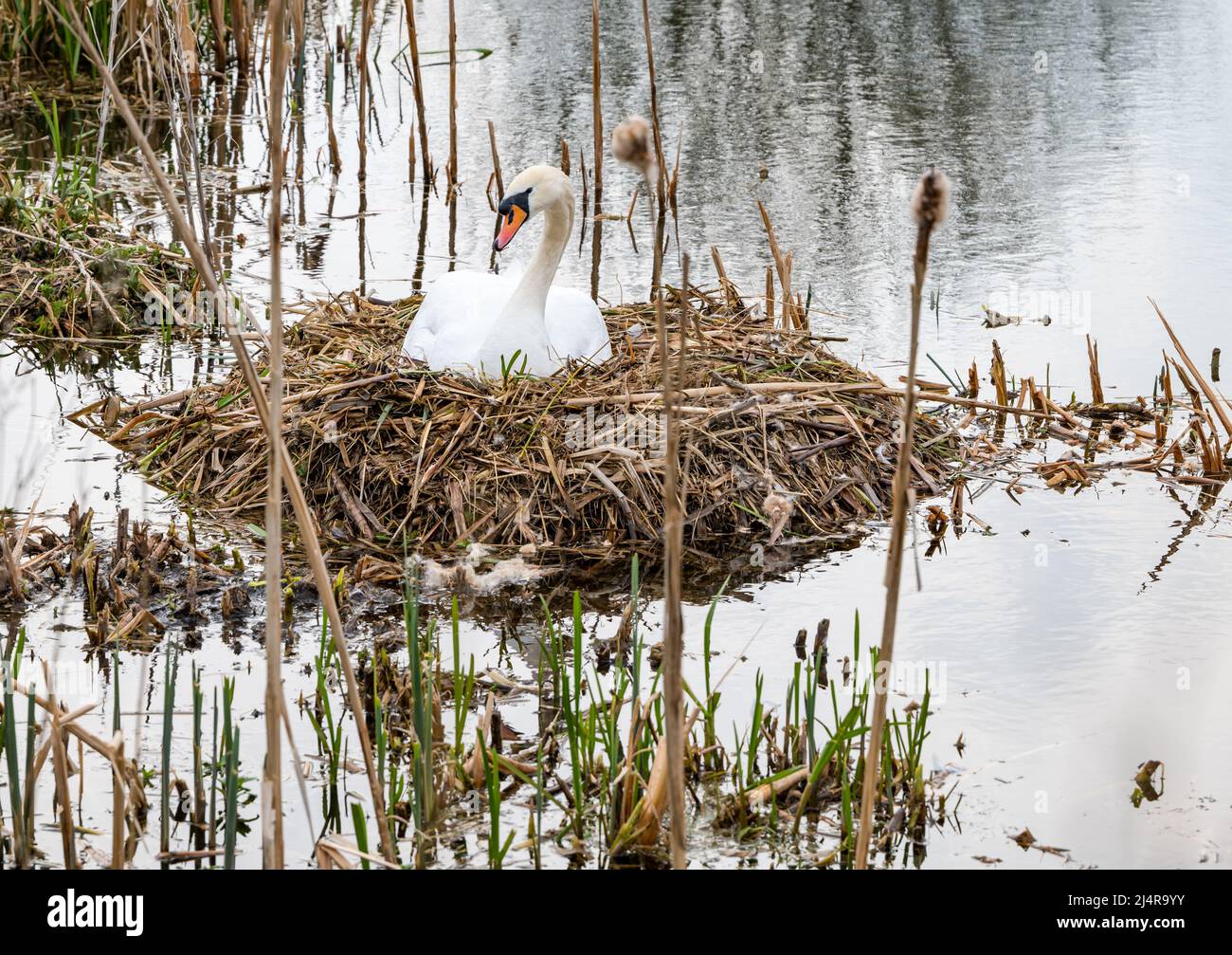 Reed nest hi-res stock photography and images - Alamy