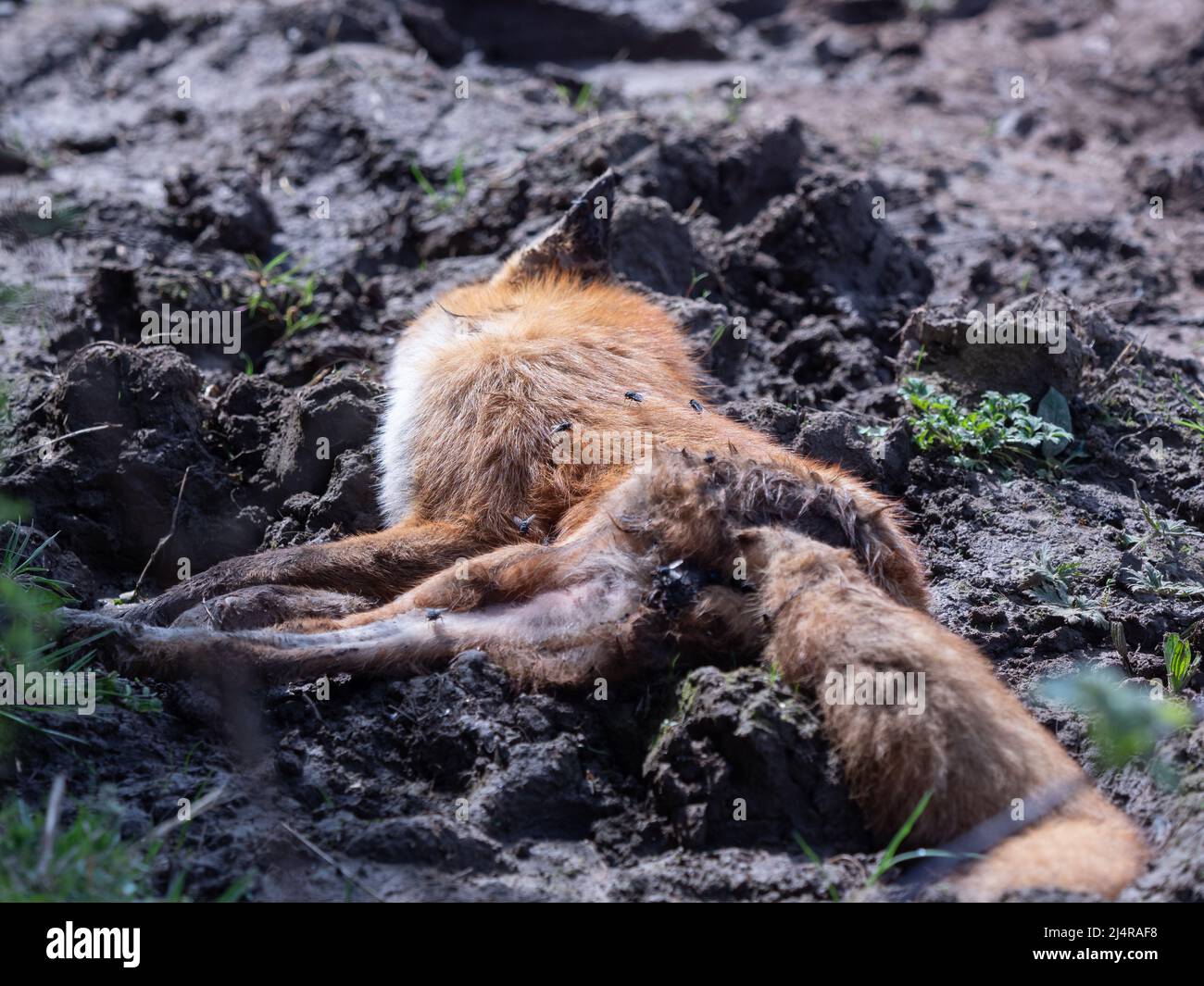 Fox lying dead on the ground in the farmers plowed field Stock Photo ...