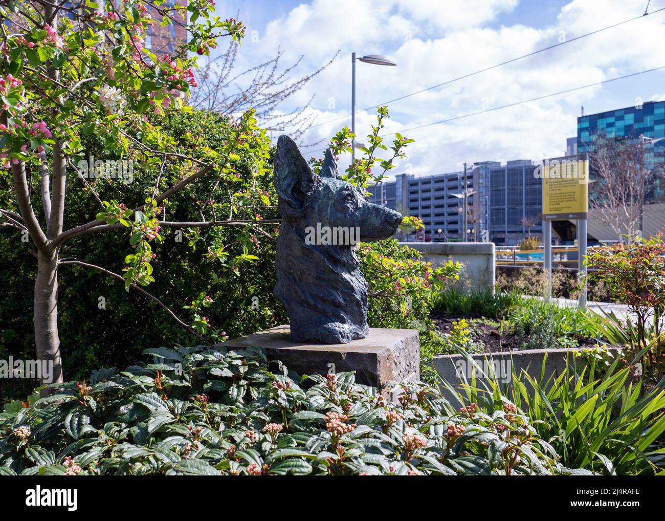 Manchester UK April 09, 2022 Blue peter garden statue of petra lover ...