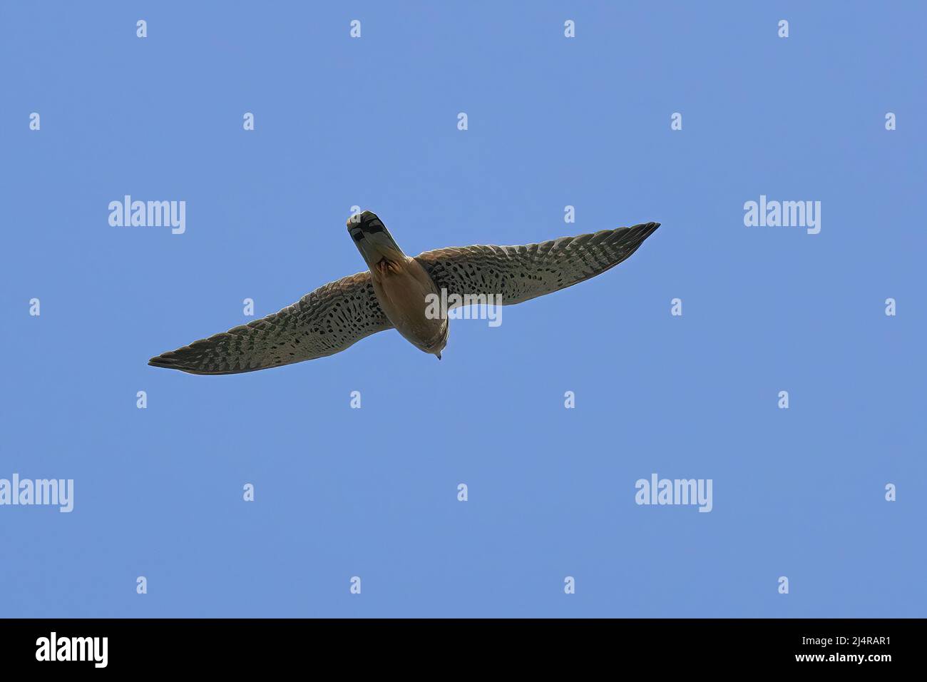 Preying bird hi-res stock photography and images - Alamy