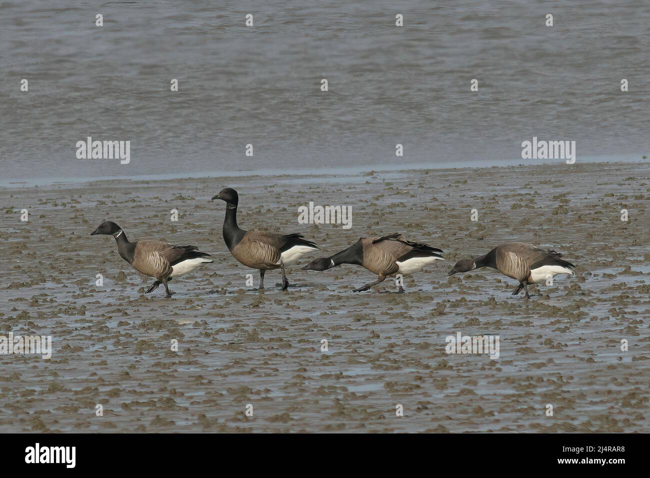 group of geese running on tide flat close to the north sea Stock Photo ...