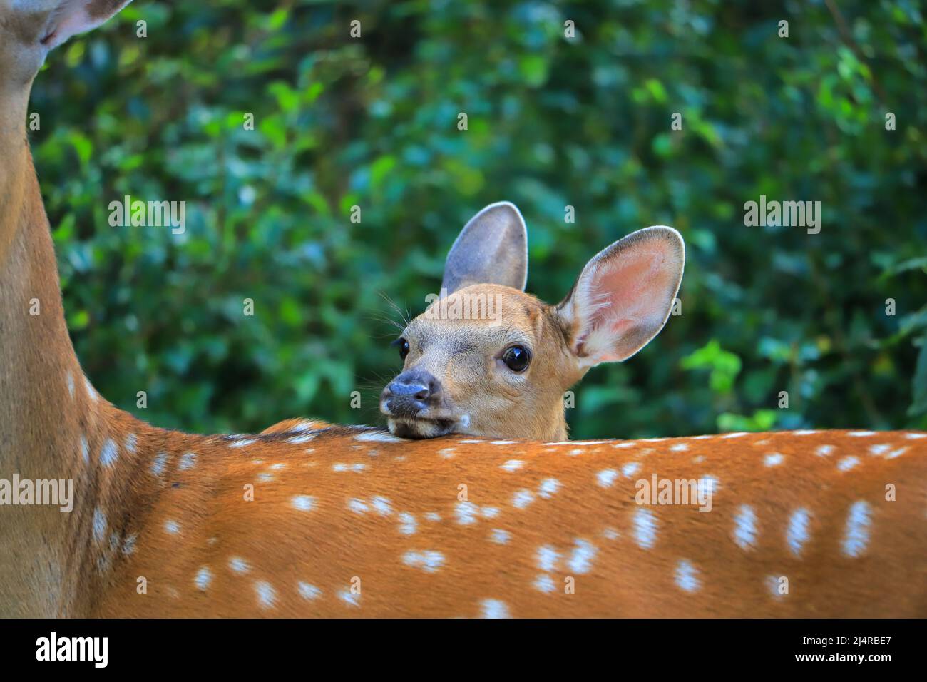 Baby deer hi-res stock photography and images - Alamy