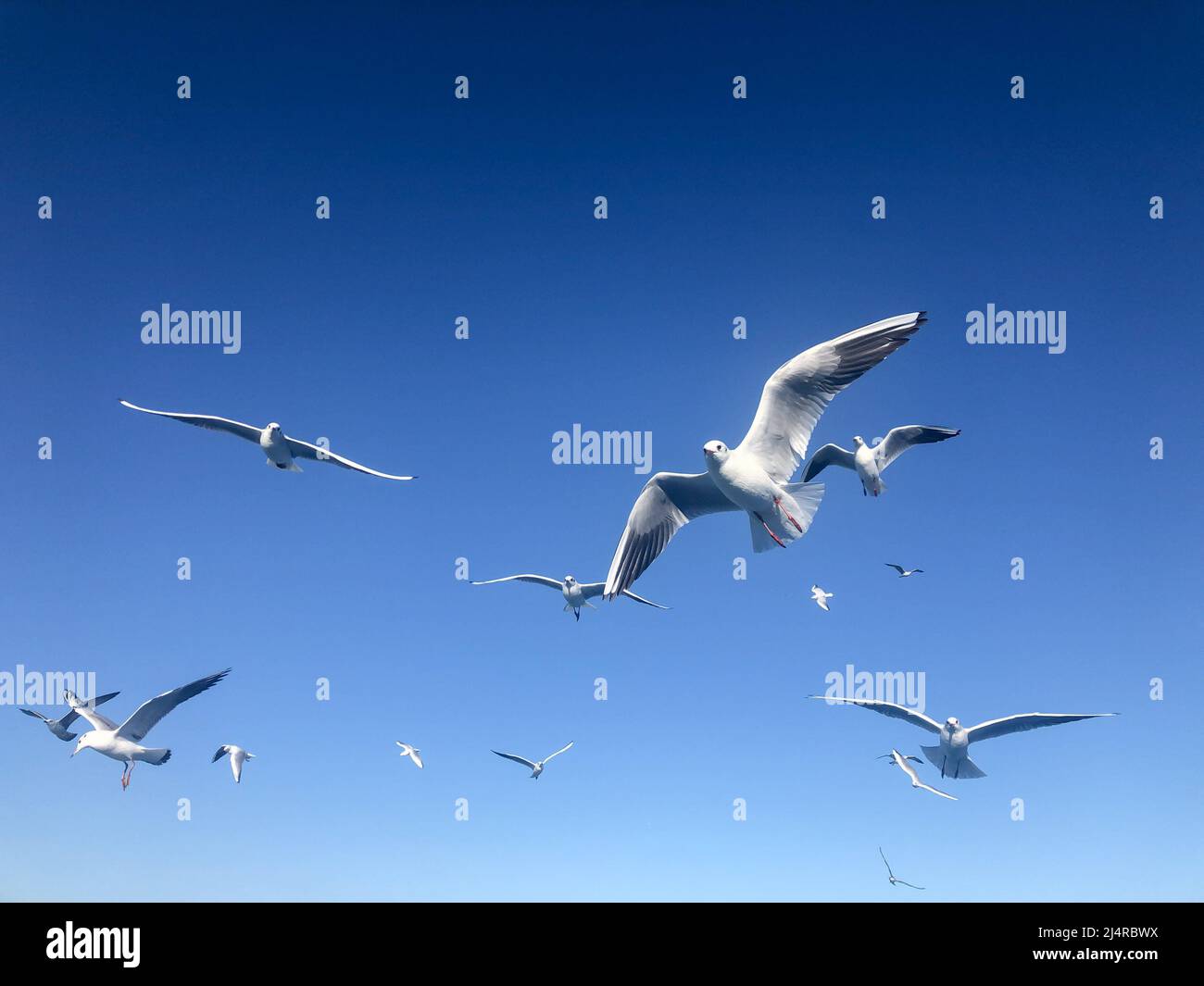 seagull birds, flock of white seagull birds flying in beautiful blue ...