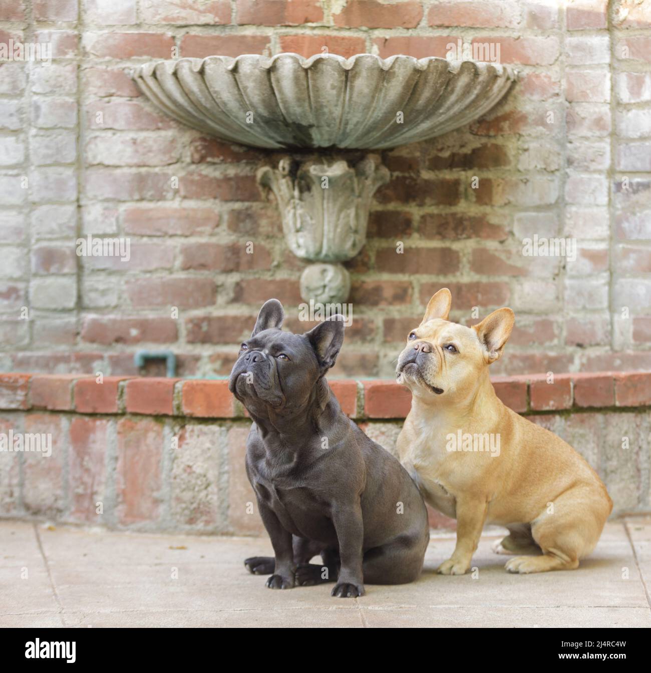 Cute frenchies hi-res stock photography and images - Alamy